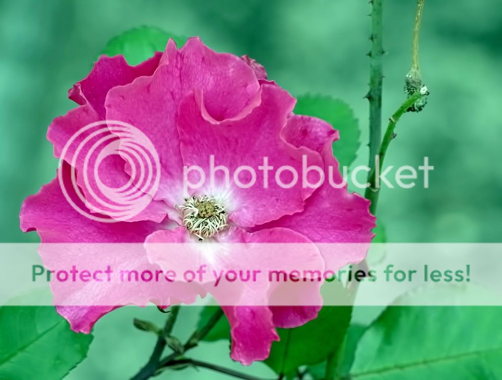 A rich Pink - PentaxForums.com